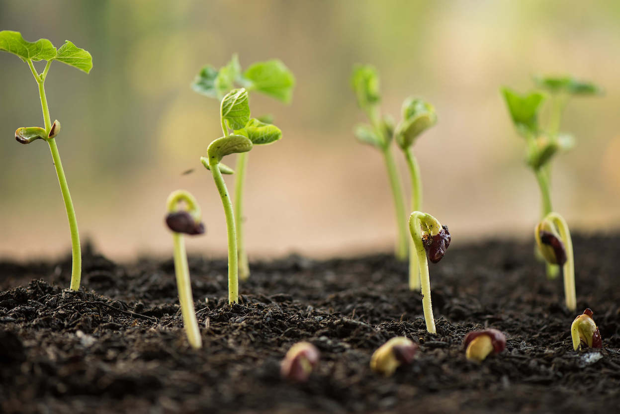 Course: Crop Production E-lesson: Planting Materials Treatment